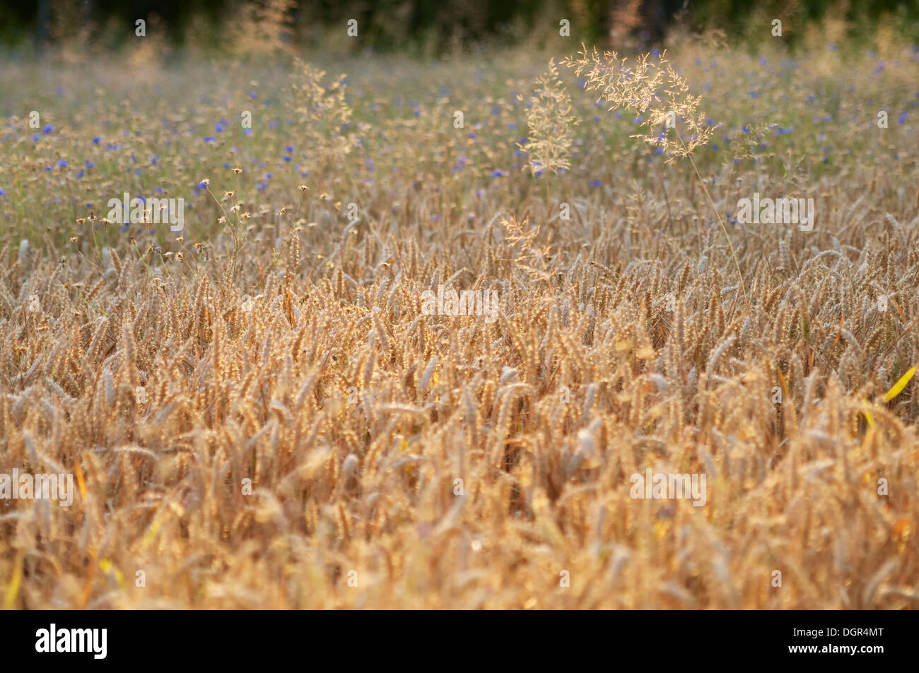 Summerfield hi-res stock photography and images - Alamy