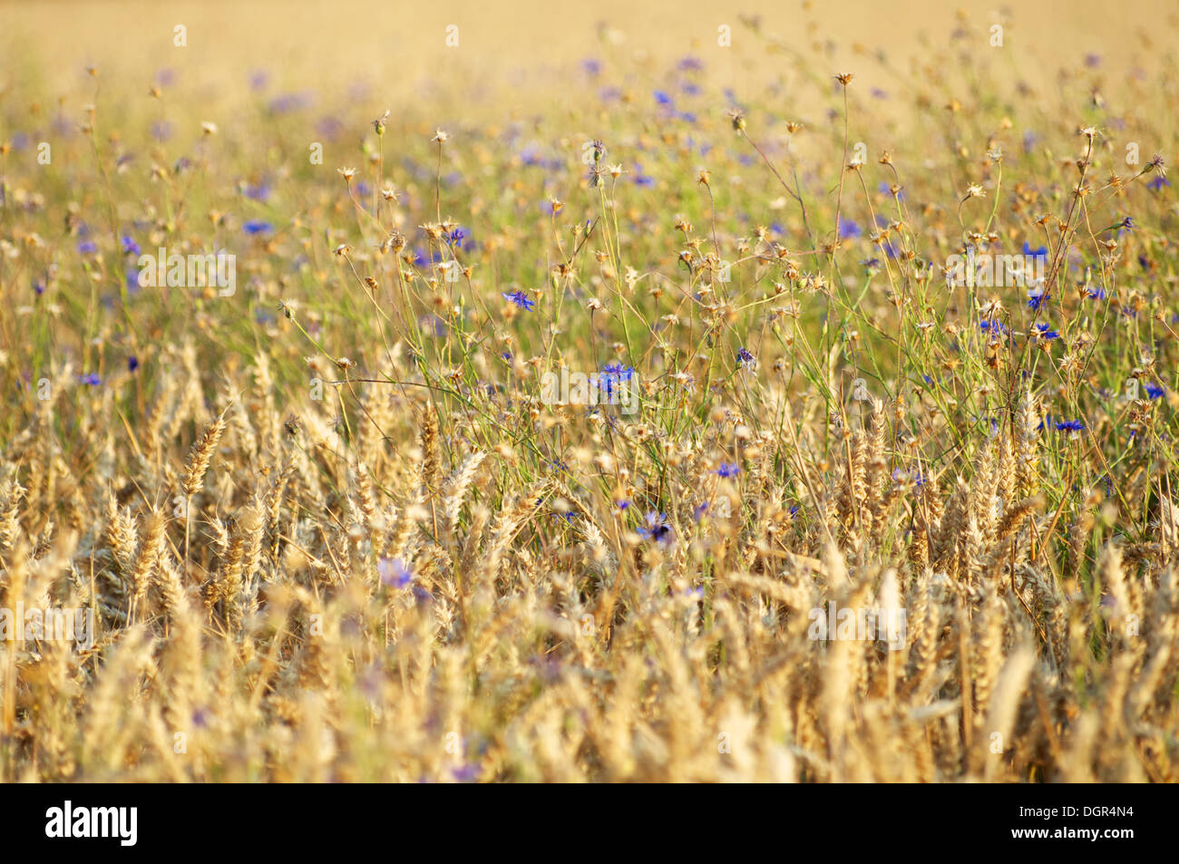 Summerfield farm hi-res stock photography and images - Alamy