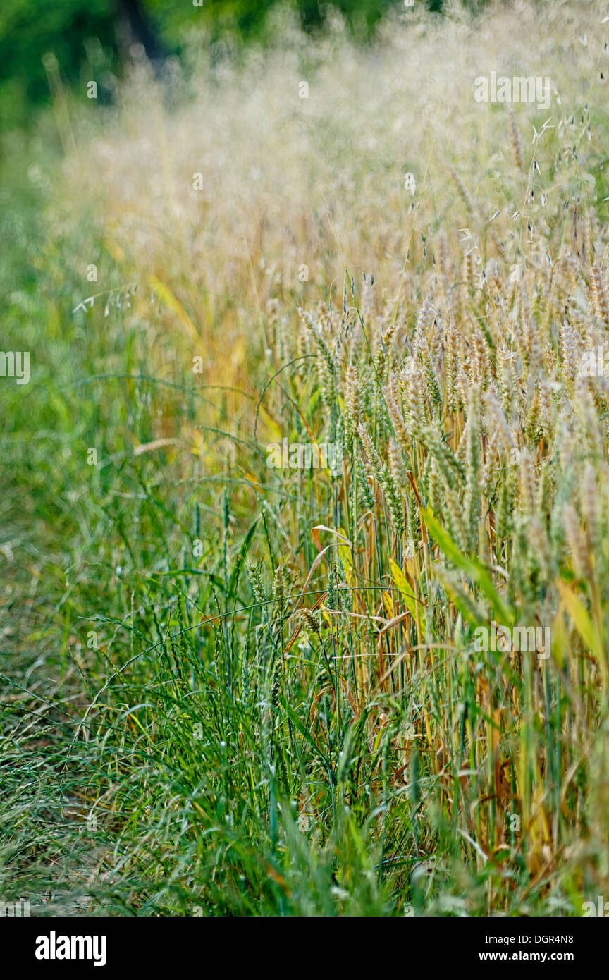 Summerfield hi-res stock photography and images - Alamy