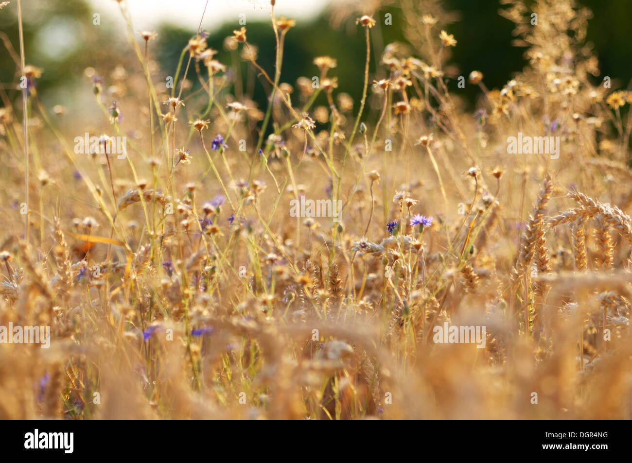 Summerfield farm hi-res stock photography and images - Alamy