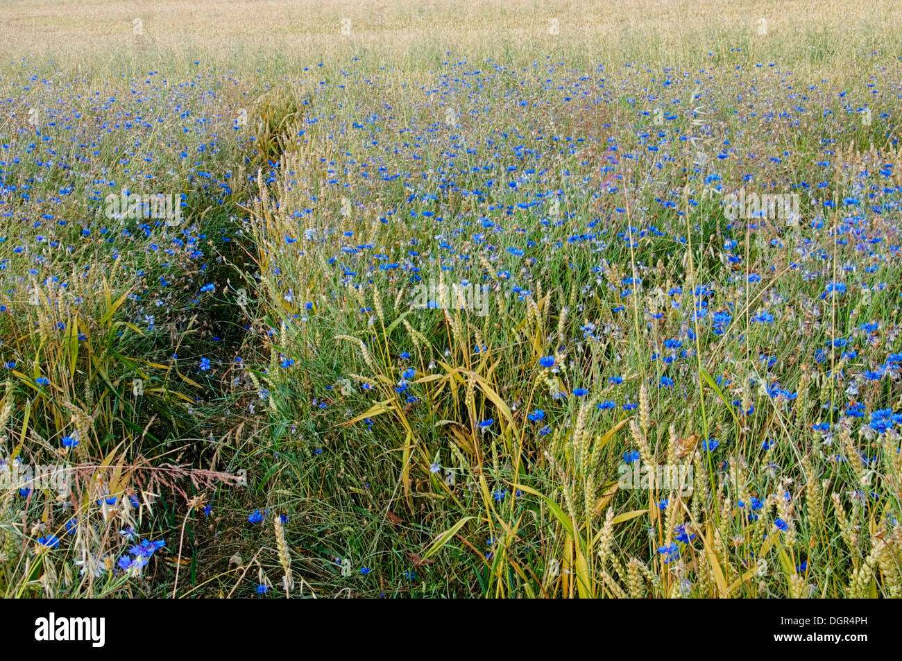 Summerfield hi-res stock photography and images - Alamy