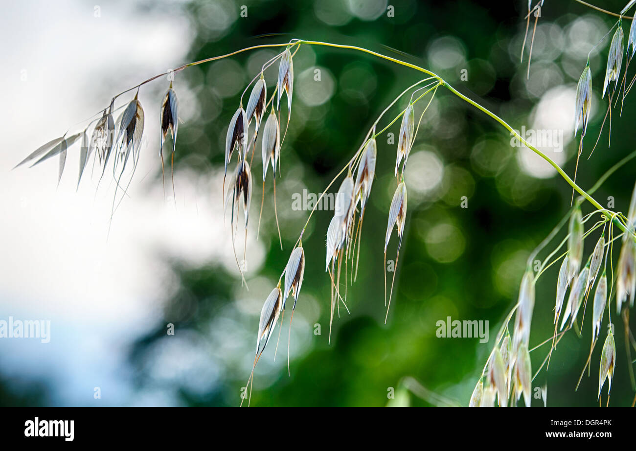 Summerfield Farm High Resolution Stock Photography and Images - Alamy
