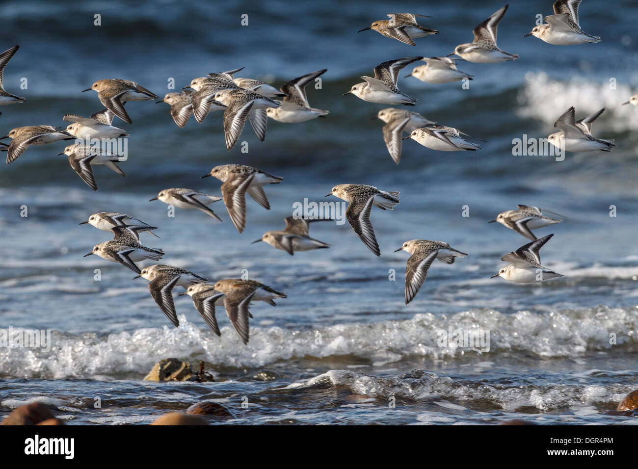 In flight with sanderling hi-res stock photography and images - Alamy