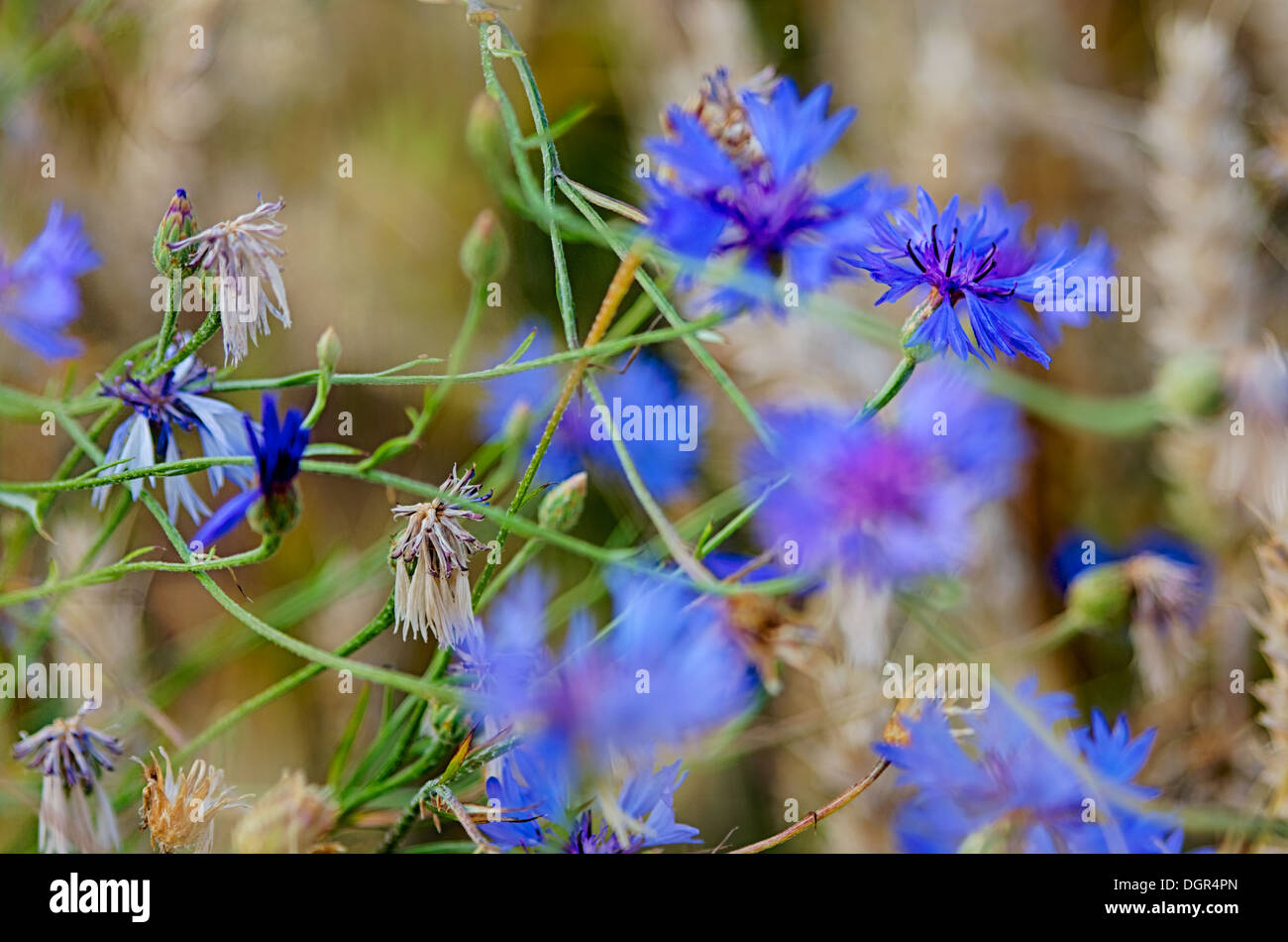 Summerfield farm hi-res stock photography and images - Alamy