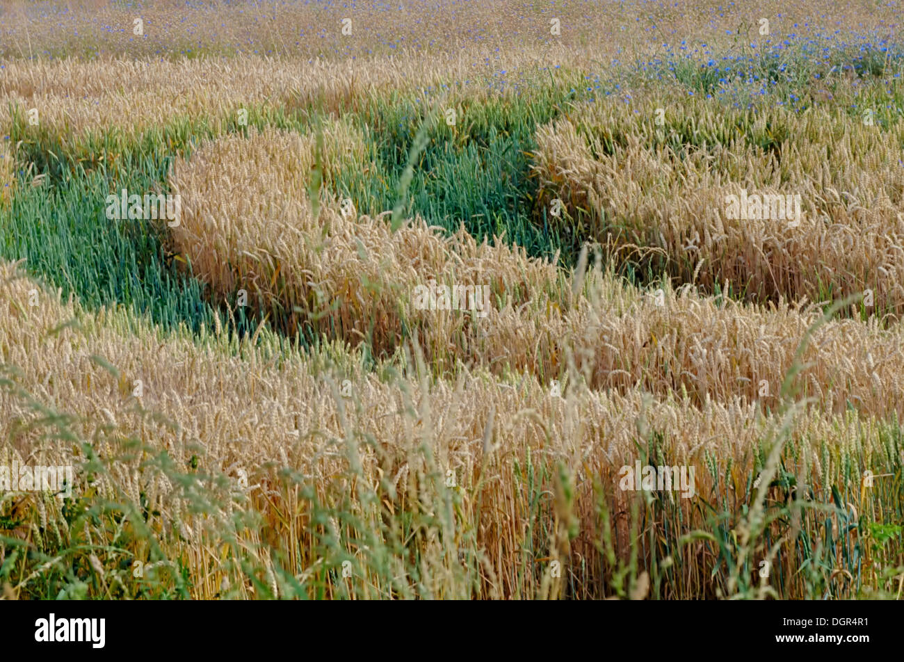 Summerfield Farm High Resolution Stock Photography and Images - Alamy