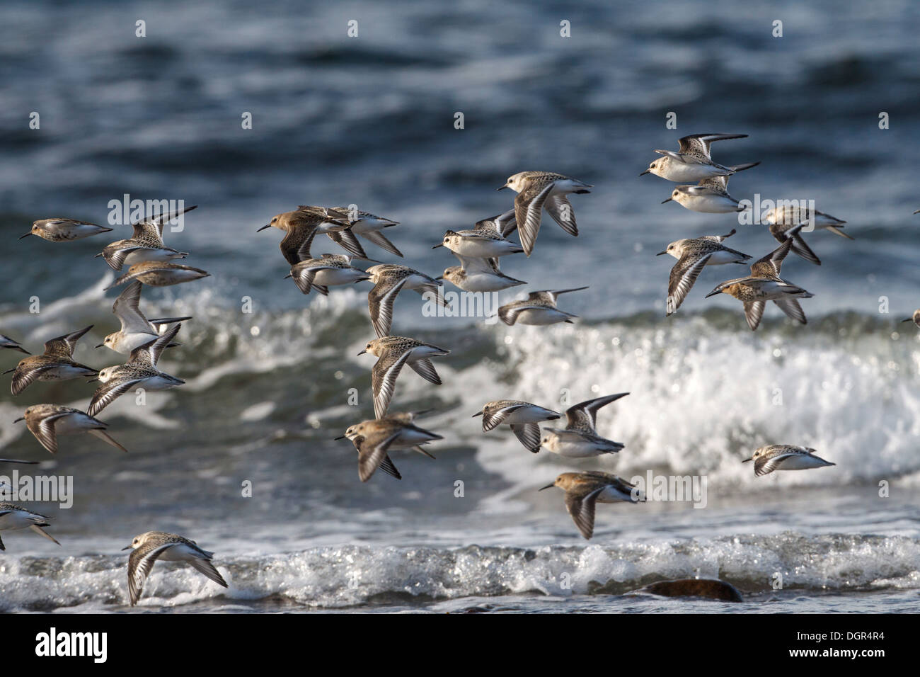 In flight with sanderling hi-res stock photography and images - Alamy