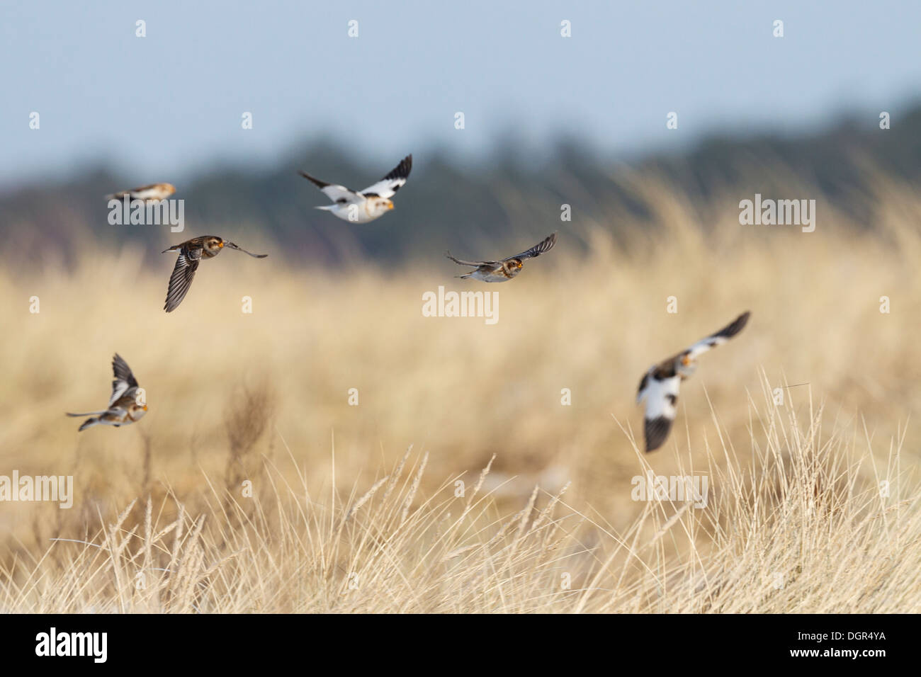 Snow bunting in flight bird hi-res stock photography and images - Alamy