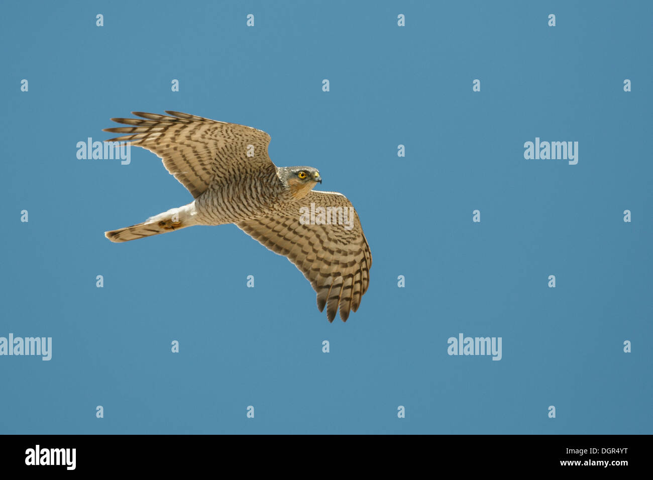 Sparrowhawk flight hi-res stock photography and images - Alamy