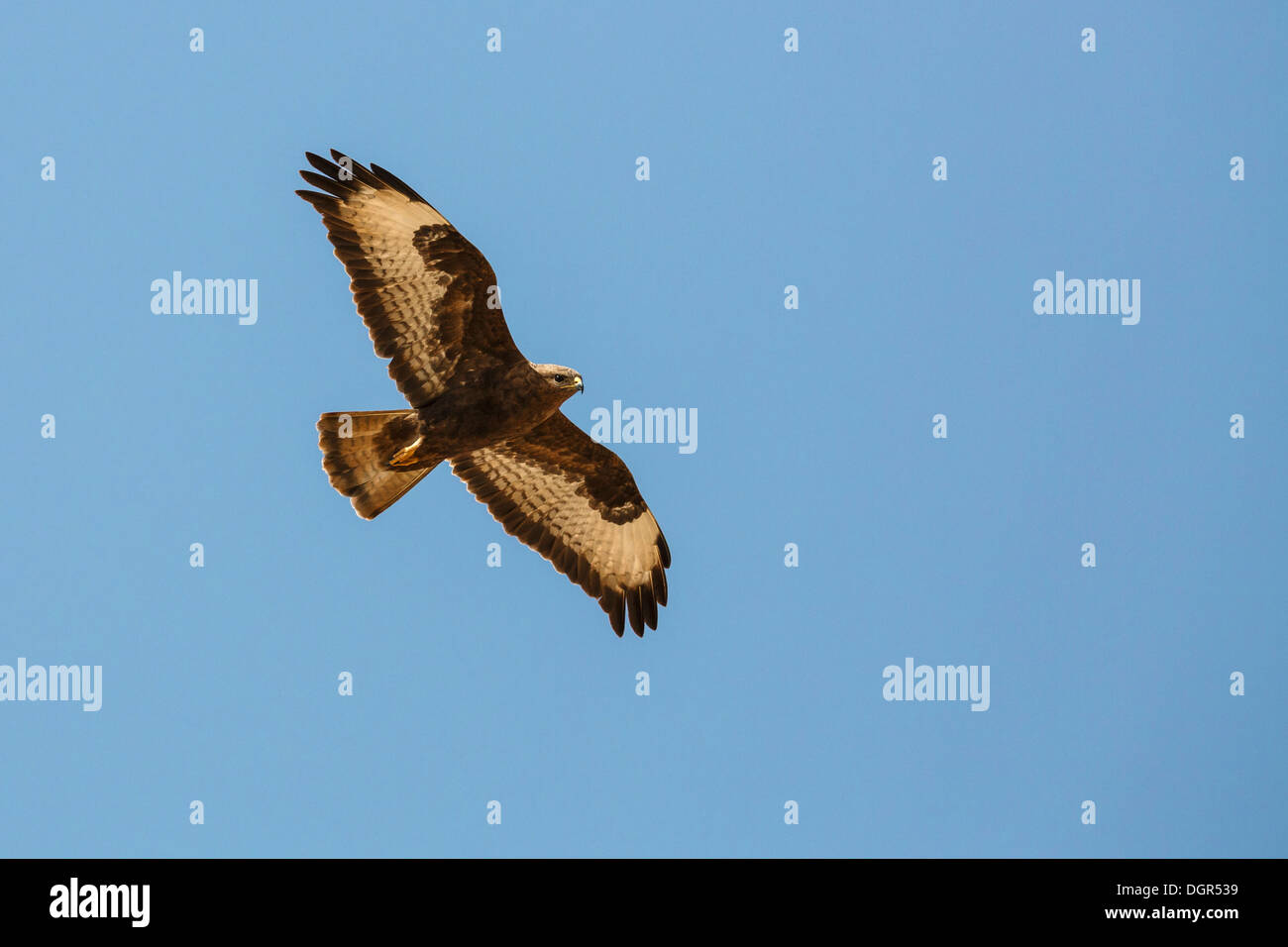 Steppe buzzard in flight hi-res stock photography and images - Alamy