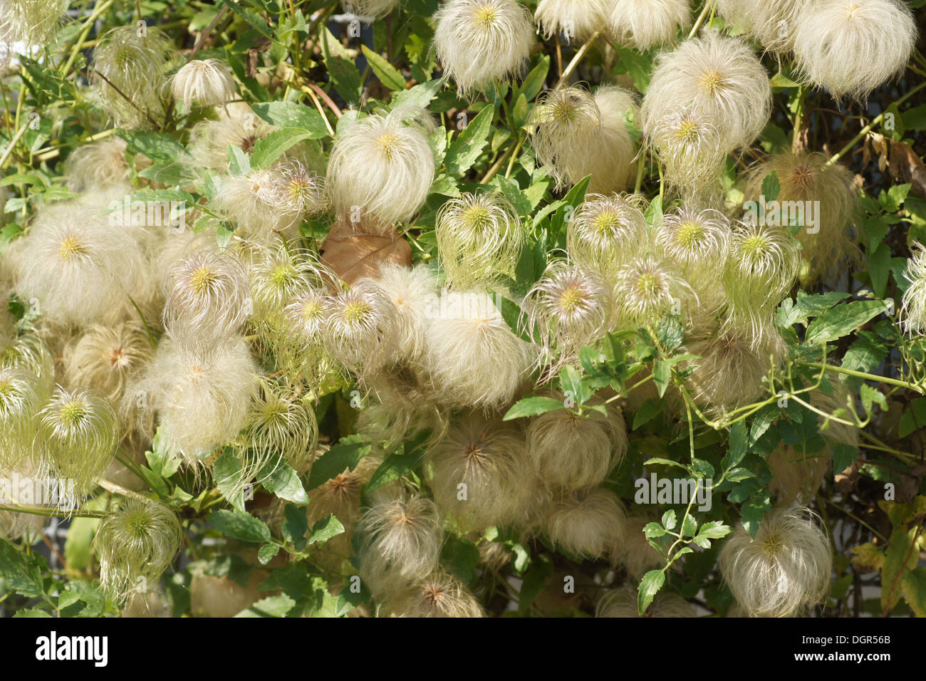 Korean clematis hi-res stock photography and images - Alamy
