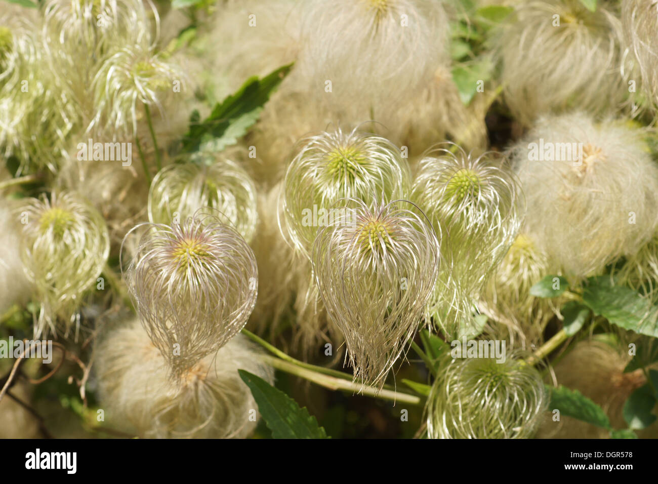 Korean clematis hi-res stock photography and images - Alamy