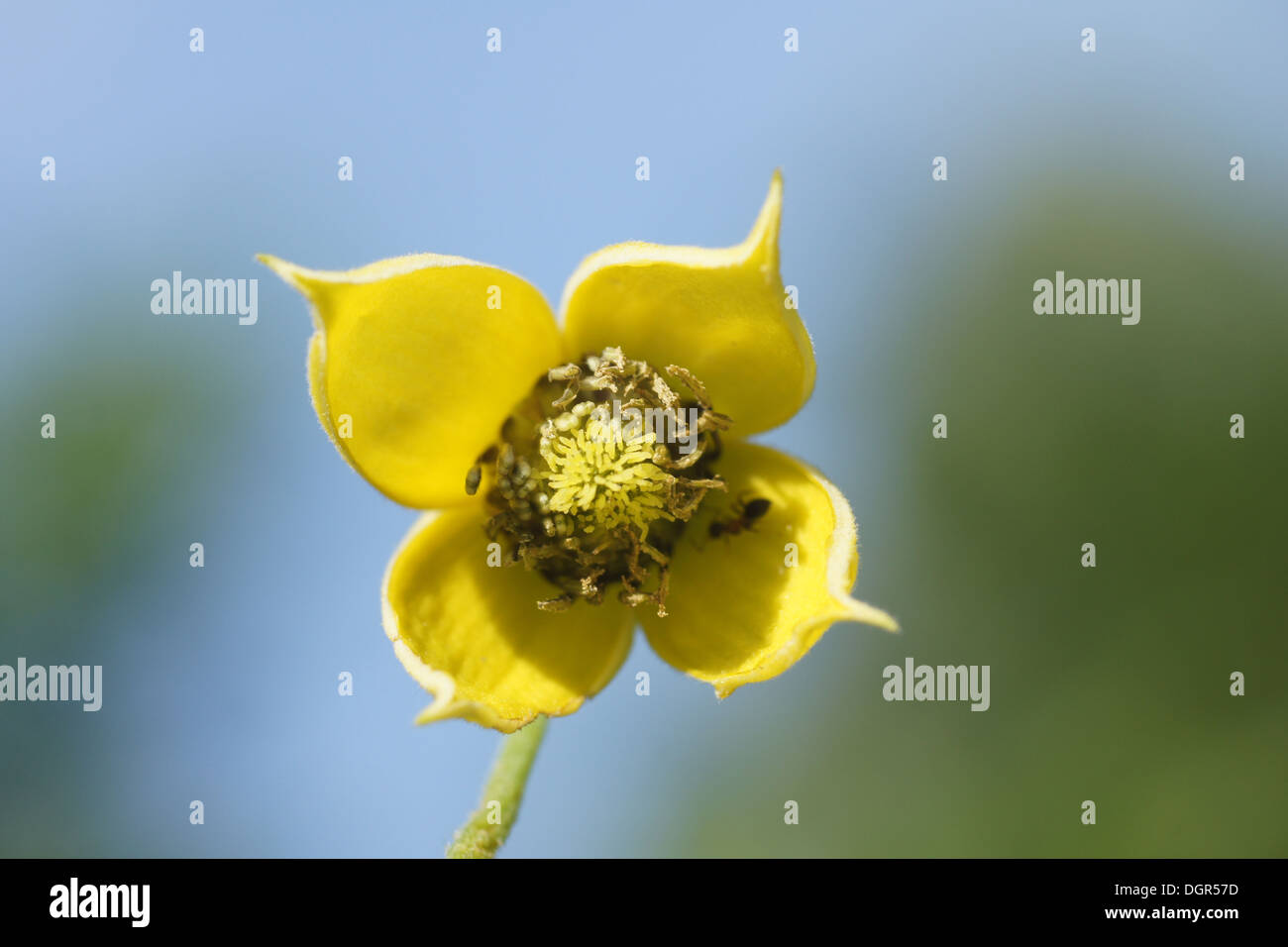 Korean clematis hi-res stock photography and images - Alamy