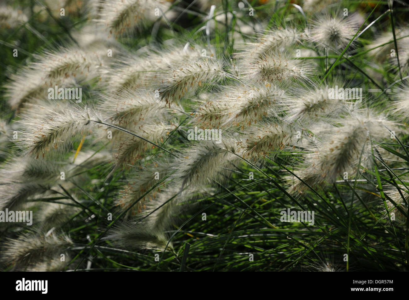 Feathertop fountain grass hi-res stock photography and images - Alamy