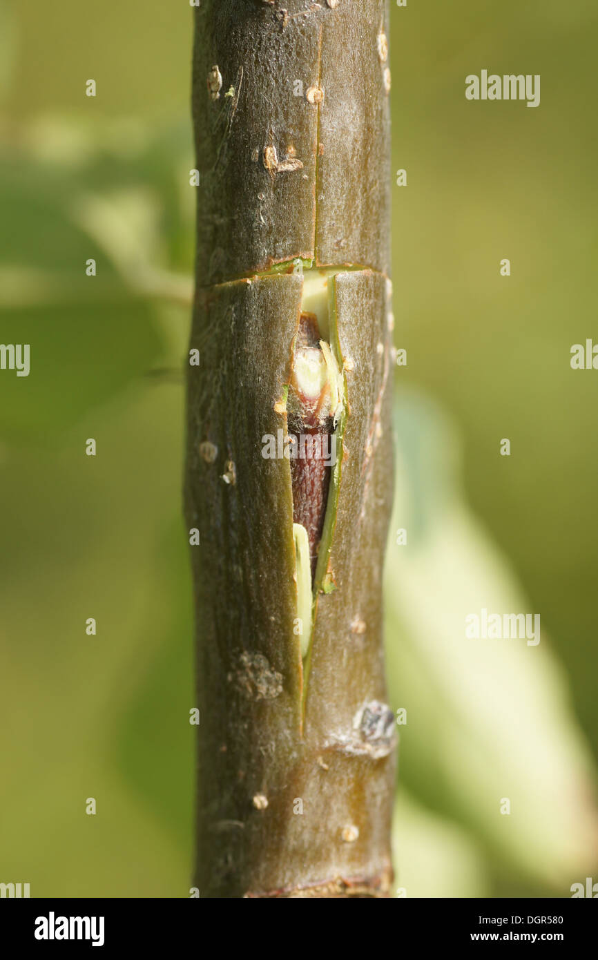 Budding an apple tree Stock Photo - Alamy