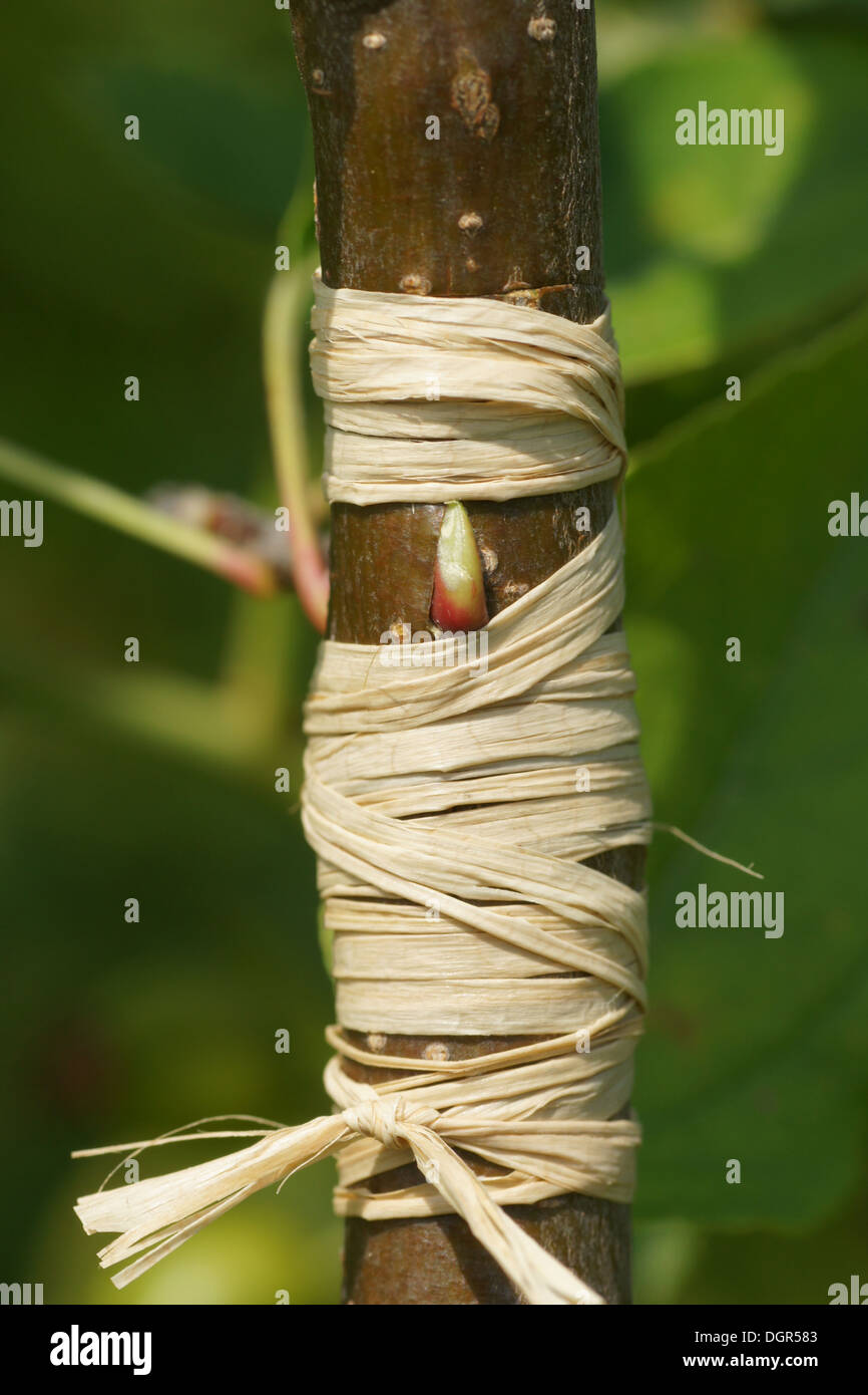 Grafting apple tree hi-res stock photography and images - Alamy