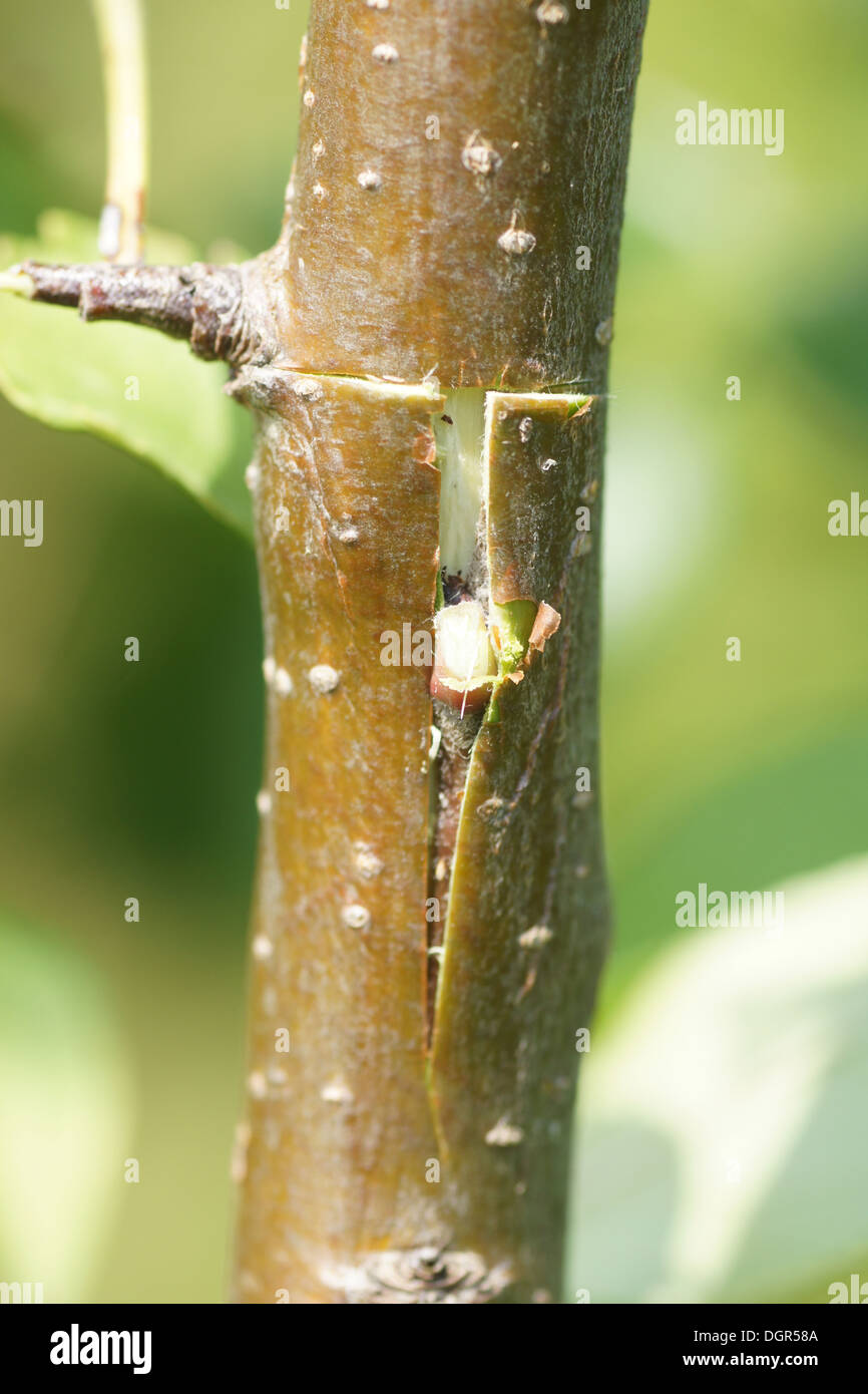 Budding an apple tree Stock Photo - Alamy
