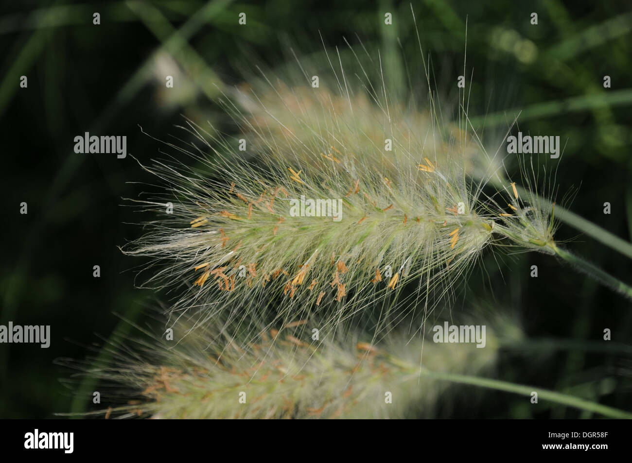 Feathertop fountain grass hi-res stock photography and images - Alamy