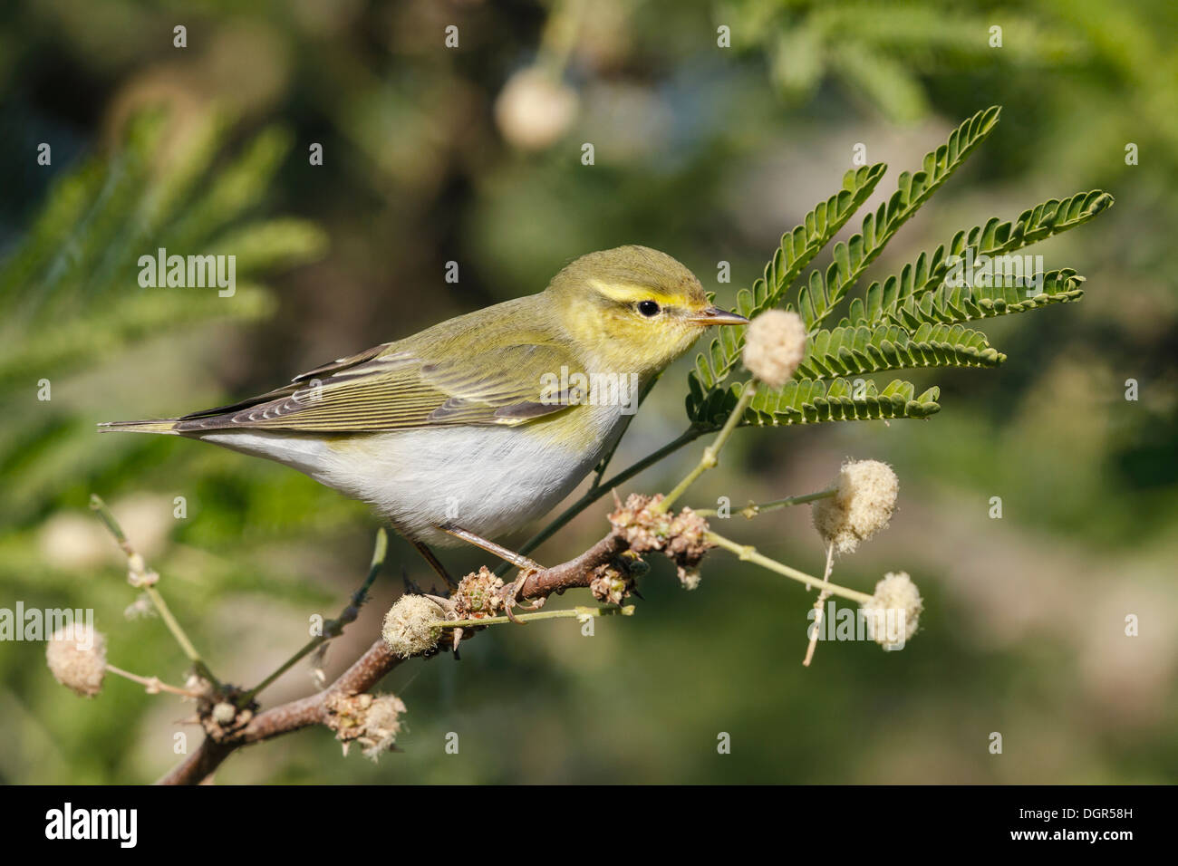 Wood warbler oak hi-res stock photography and images - Alamy
