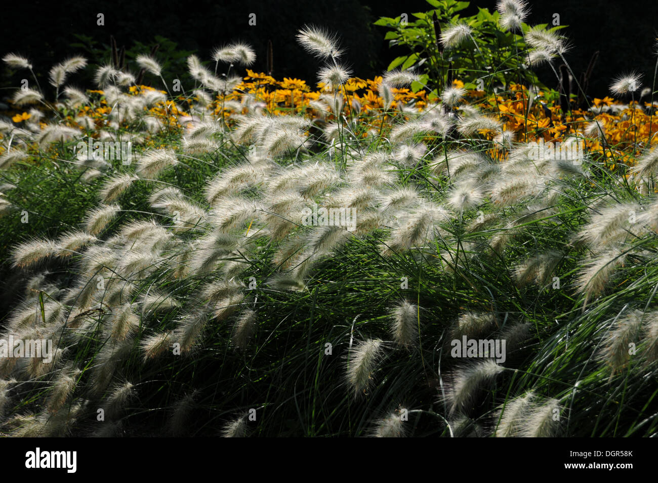 Feathertop fountain grass hi-res stock photography and images - Alamy