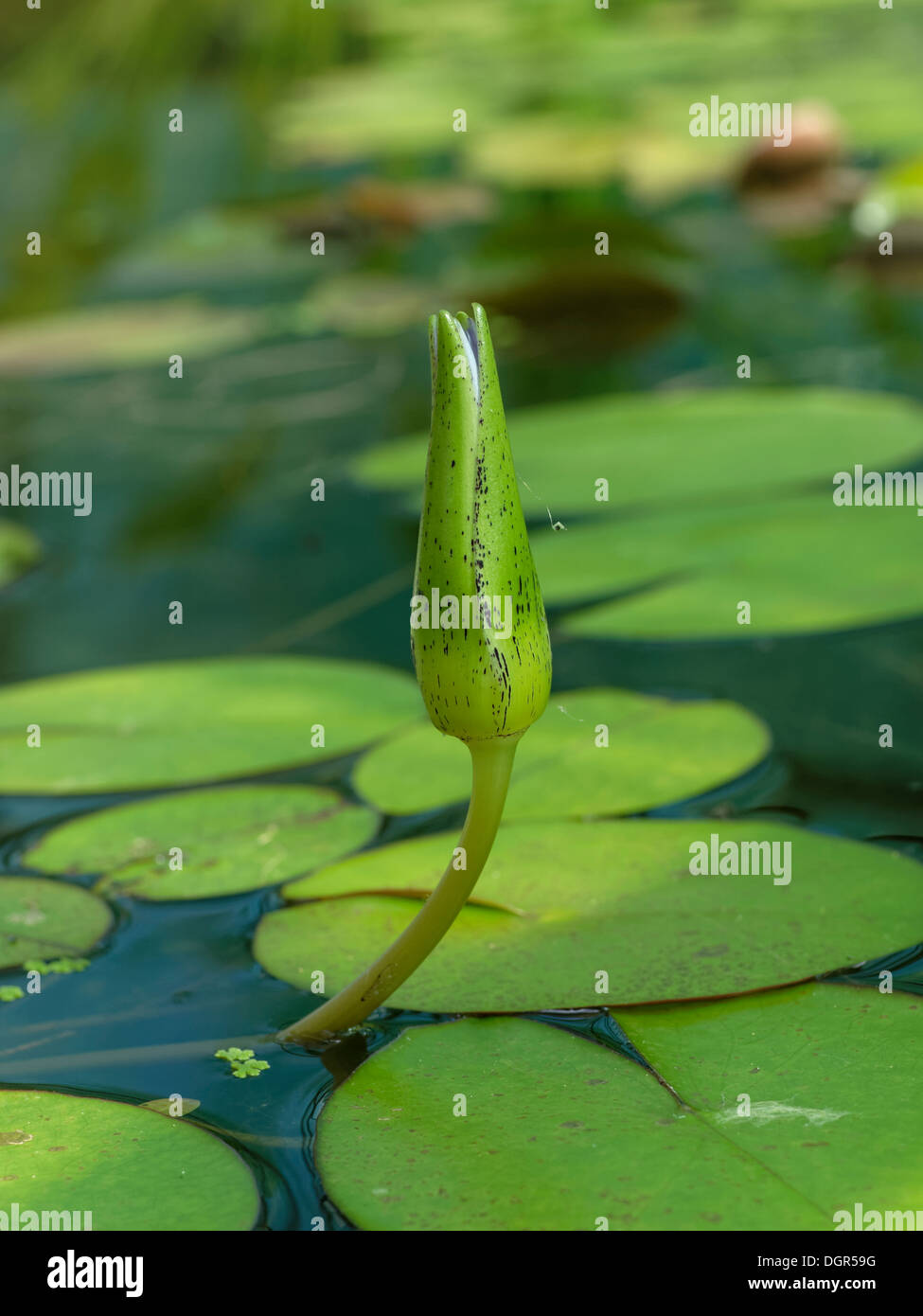 Water lily nymphaea caerulea hi-res stock photography and images - Alamy