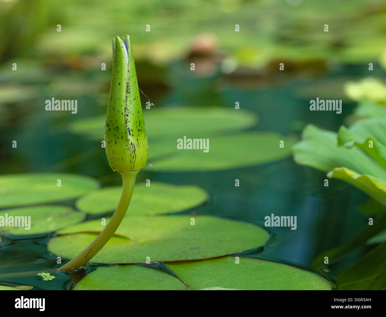 Blue water lily (Nymphaea caerulea) bud with leaves on water surface ...