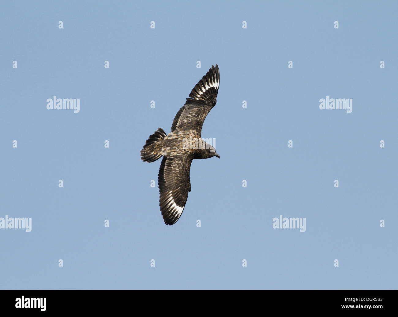 Great skua standing hi-res stock photography and images - Alamy