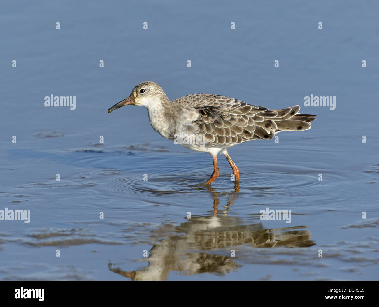 Moulting hi-res stock photography and images - Alamy