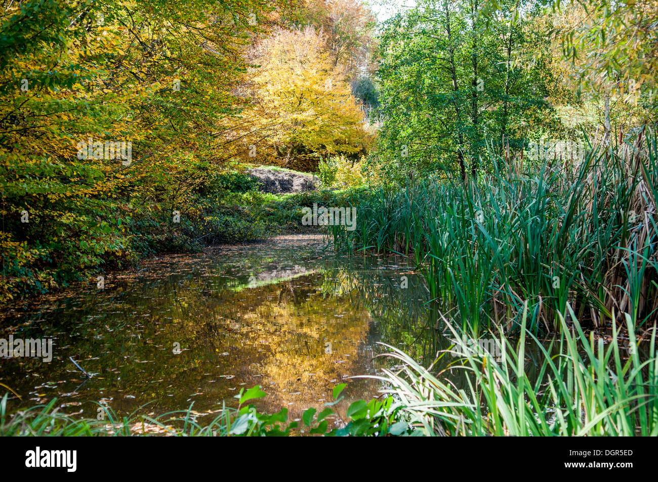 Trees reflected in small pond hi-res stock photography and images - Alamy