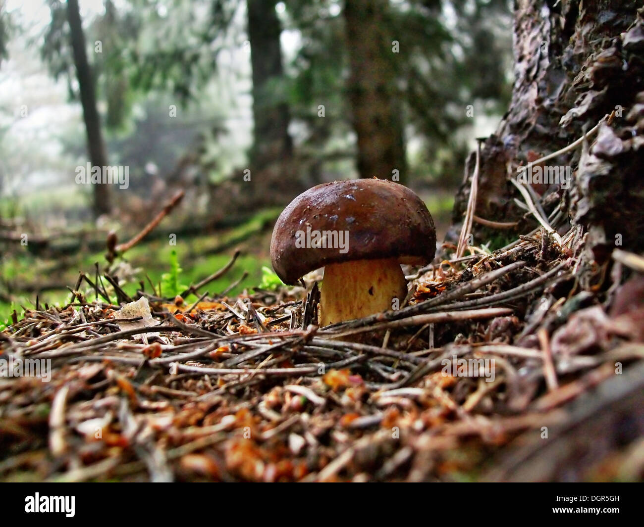 Mushroom Xerocomus badius in the forest on the moss Stock Photo - Alamy