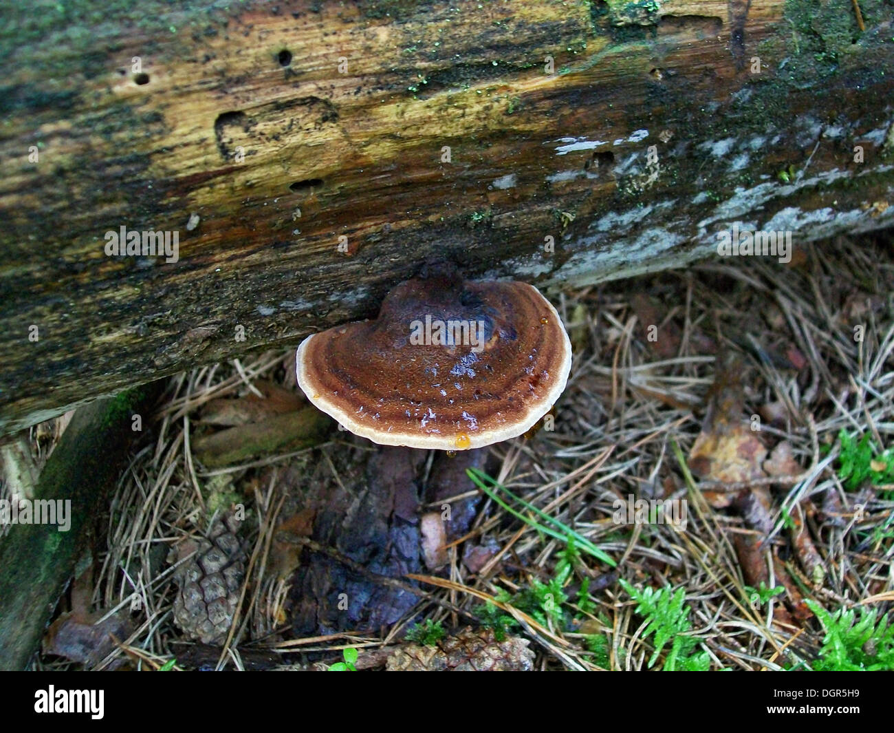 Mushroom ischnoderma benzoinum growing on a tree spruce Stock Photo - Alamy