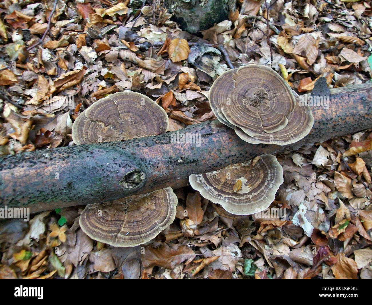 Mushrooms daedaleopsis confragosa growing on a tree Stock Photo - Alamy