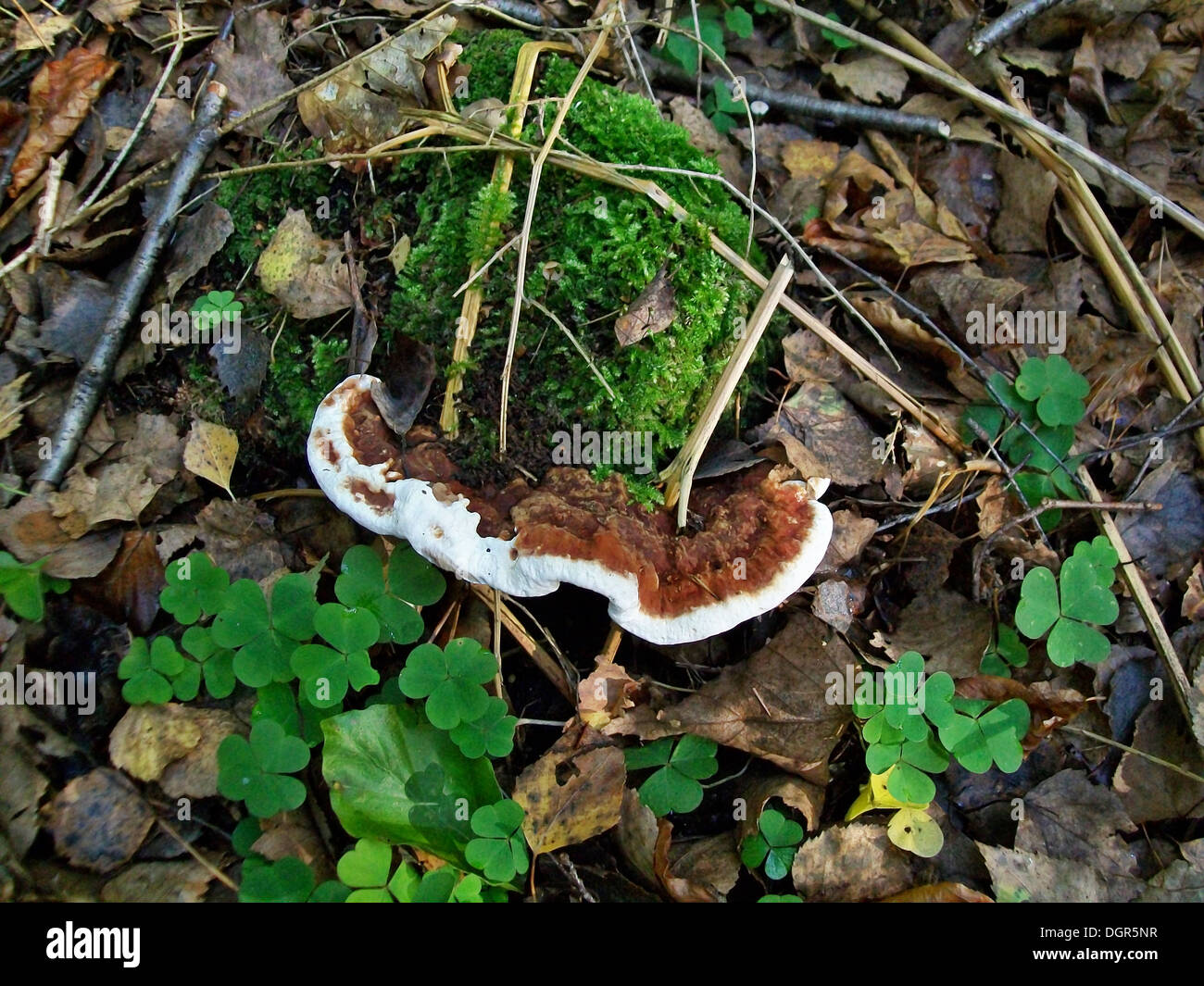 Mushroom heterobasidion annosum growing in the forest Stock Photo - Alamy