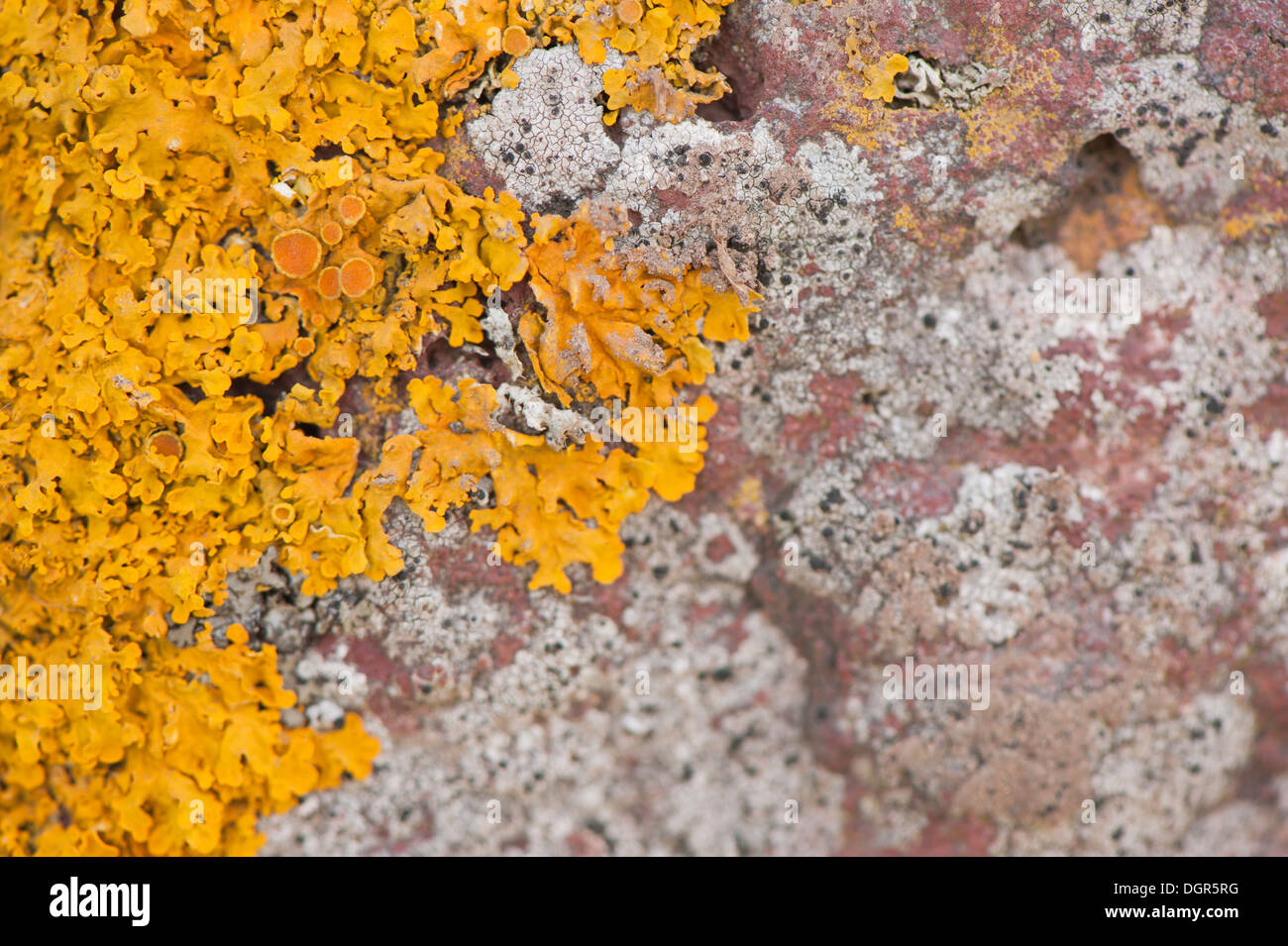 Yellow lichen growing on a rock Stock Photo - Alamy
