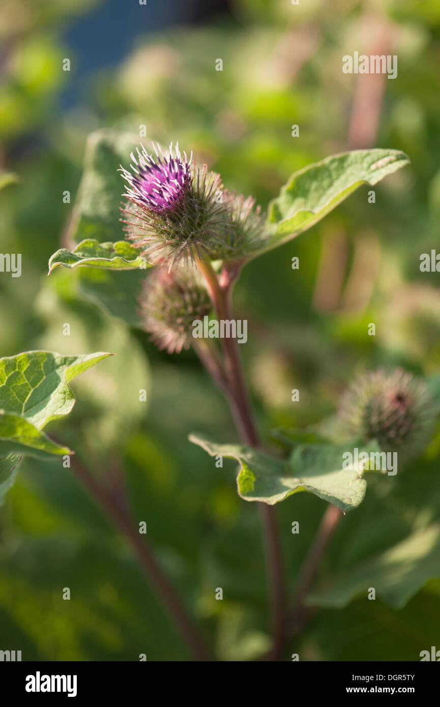 Burweed hi-res stock photography and images - Alamy