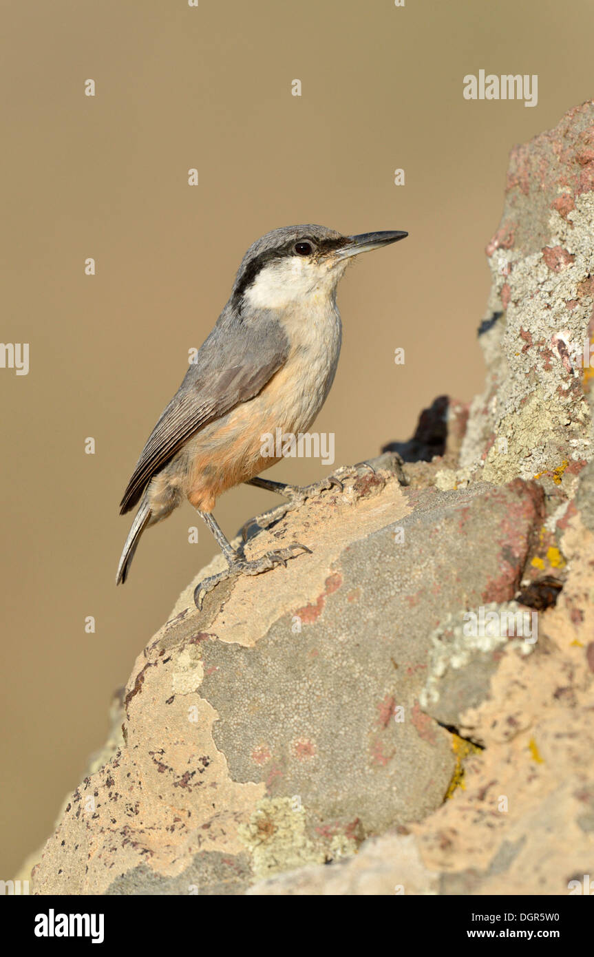 Eastern nuthatch hi-res stock photography and images - Alamy