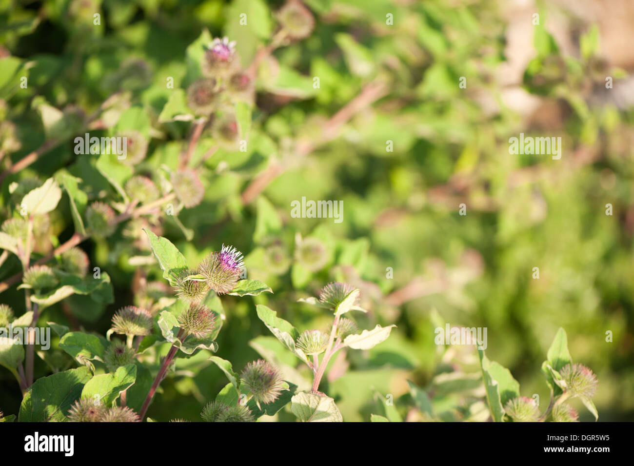 Burweed hi-res stock photography and images - Alamy
