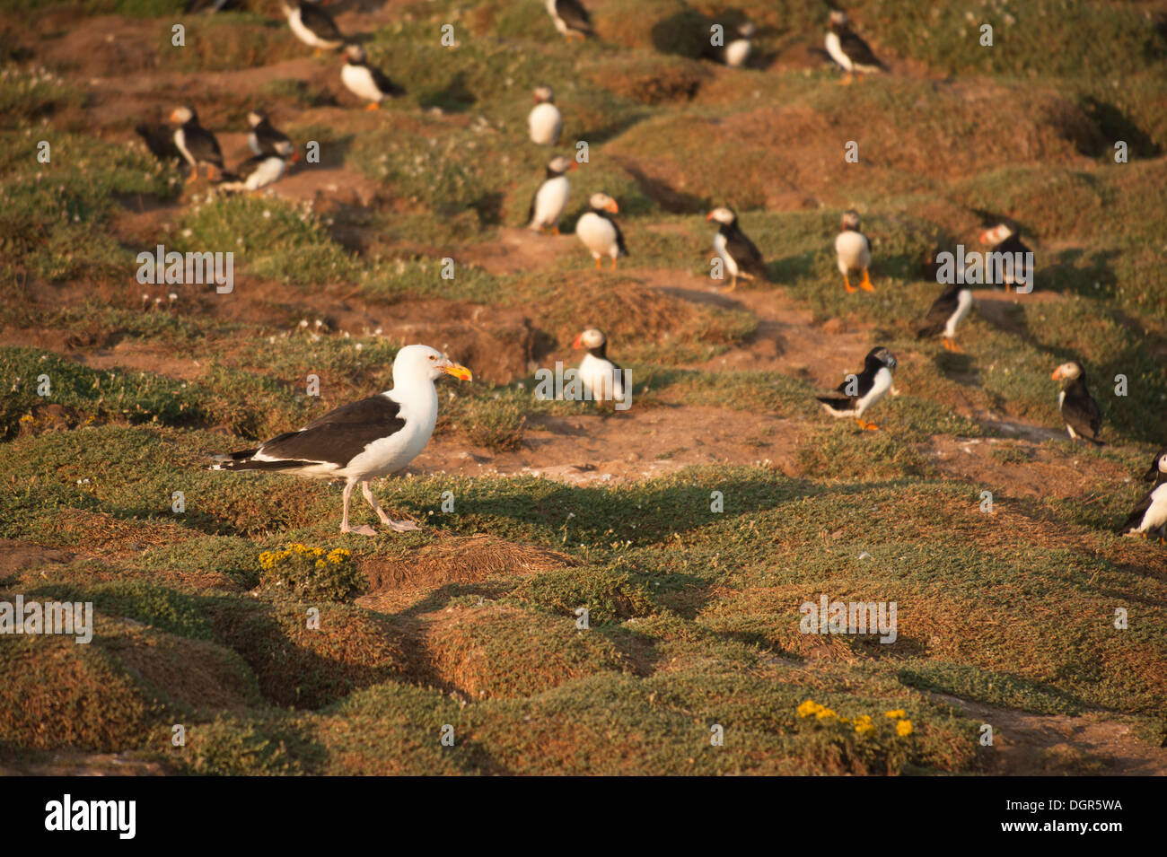Greater Black-backed Gull, Larus marinus, walking around the Puffins ...