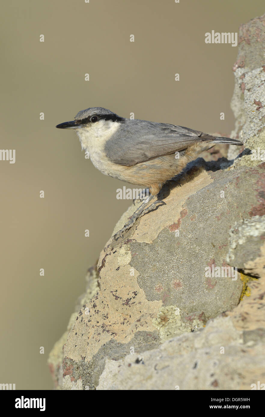 Rock Nuthatch - Sitta neumayer (Western Rock Nuthatch Stock Photo - Alamy