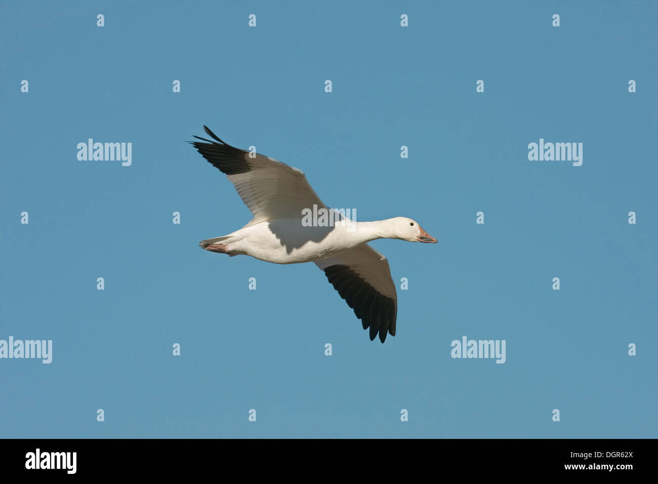 Flying White Goose High Resolution Stock Photography and Images - Alamy