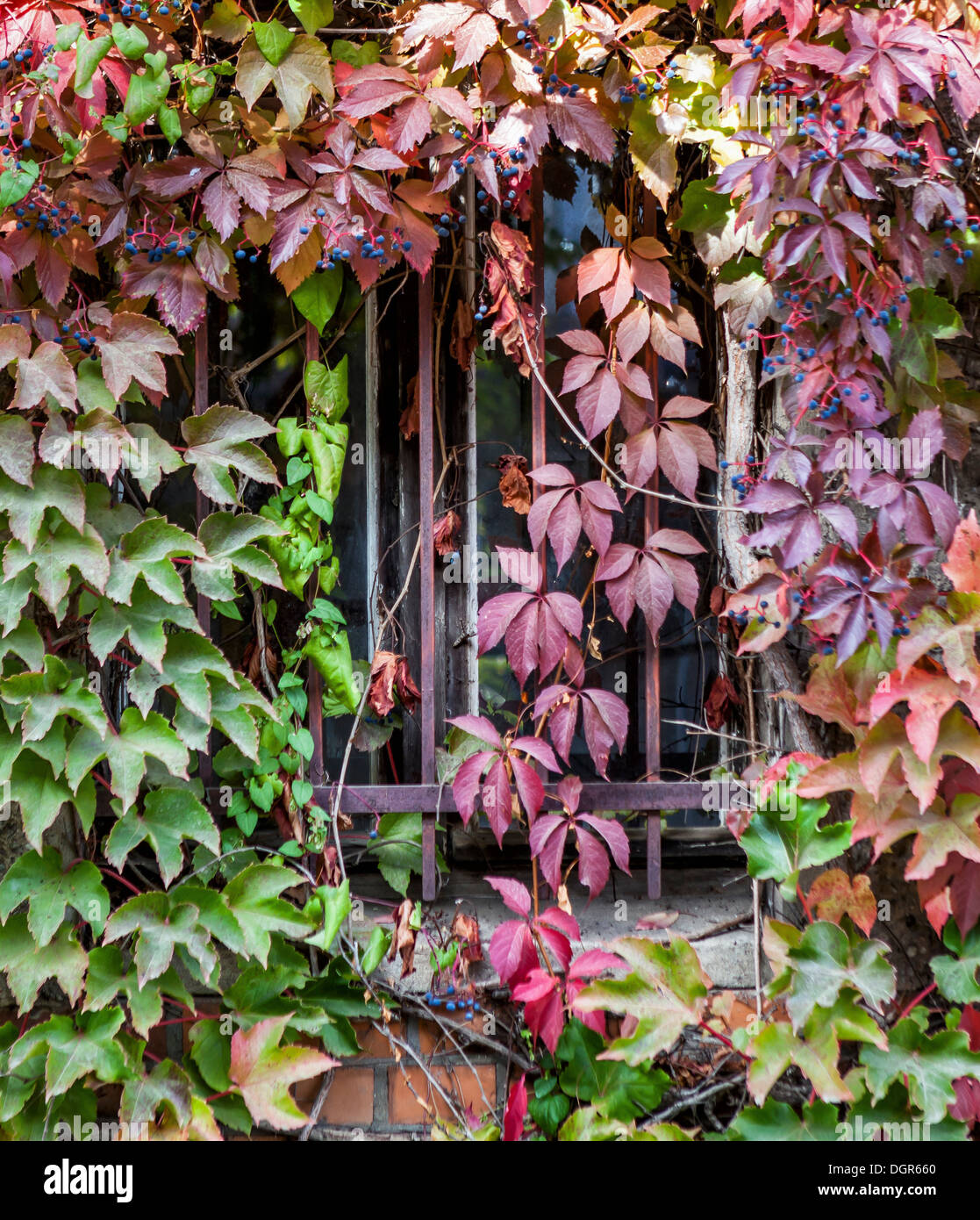 Creepers plants hi-res stock photography and images - Alamy
