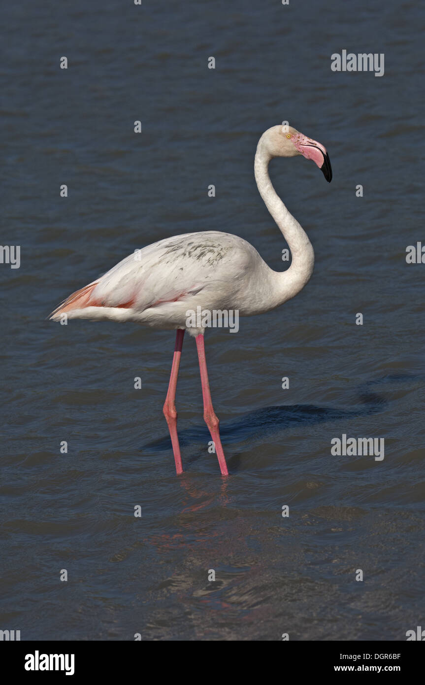 Greater phoenicopterus ruber roseus hi-res stock photography and images ...