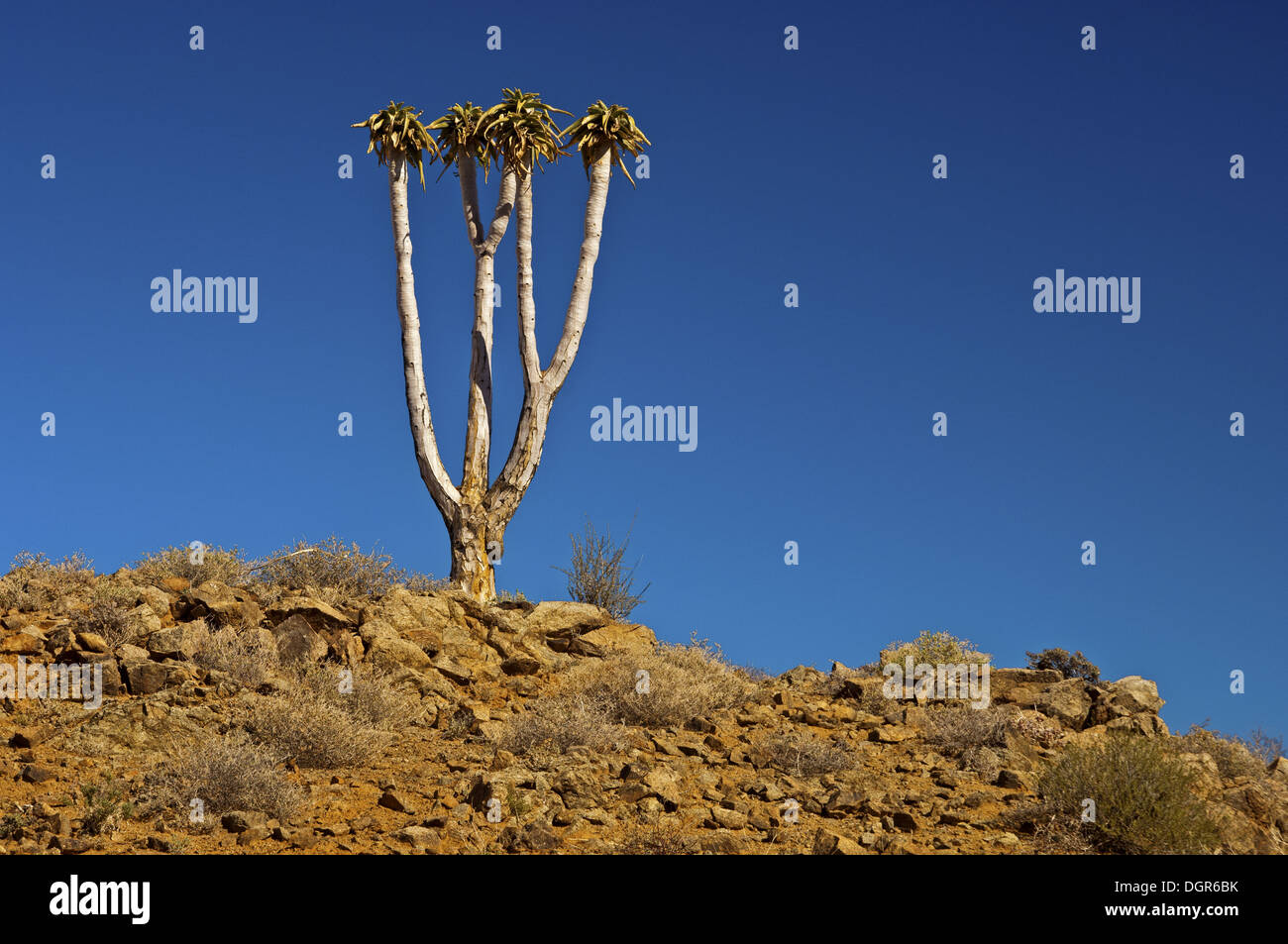 Giant Quiver Tree, South Africa Stock Photo - Alamy
