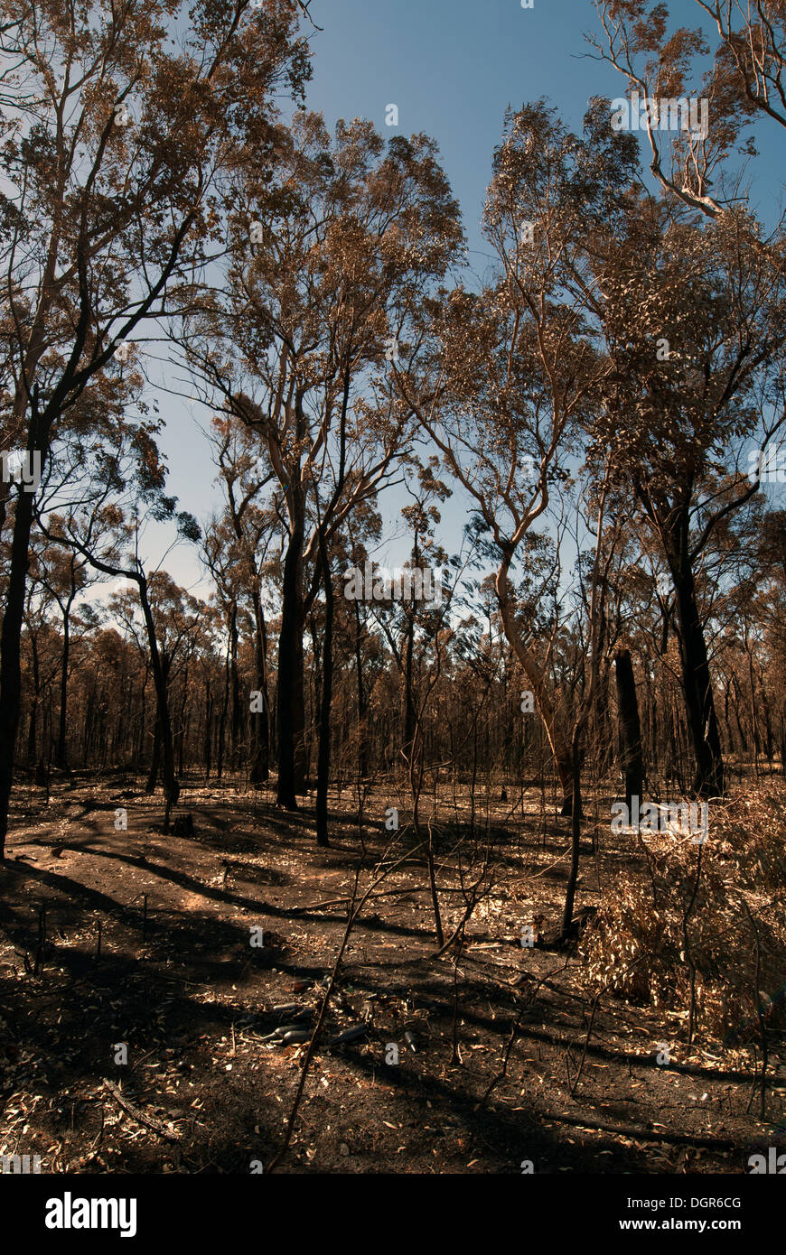 After the Bushfire Stock Photo - Alamy