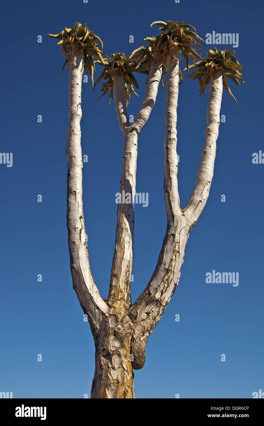 Giant Quiver Tree, South Africa Stock Photo - Alamy