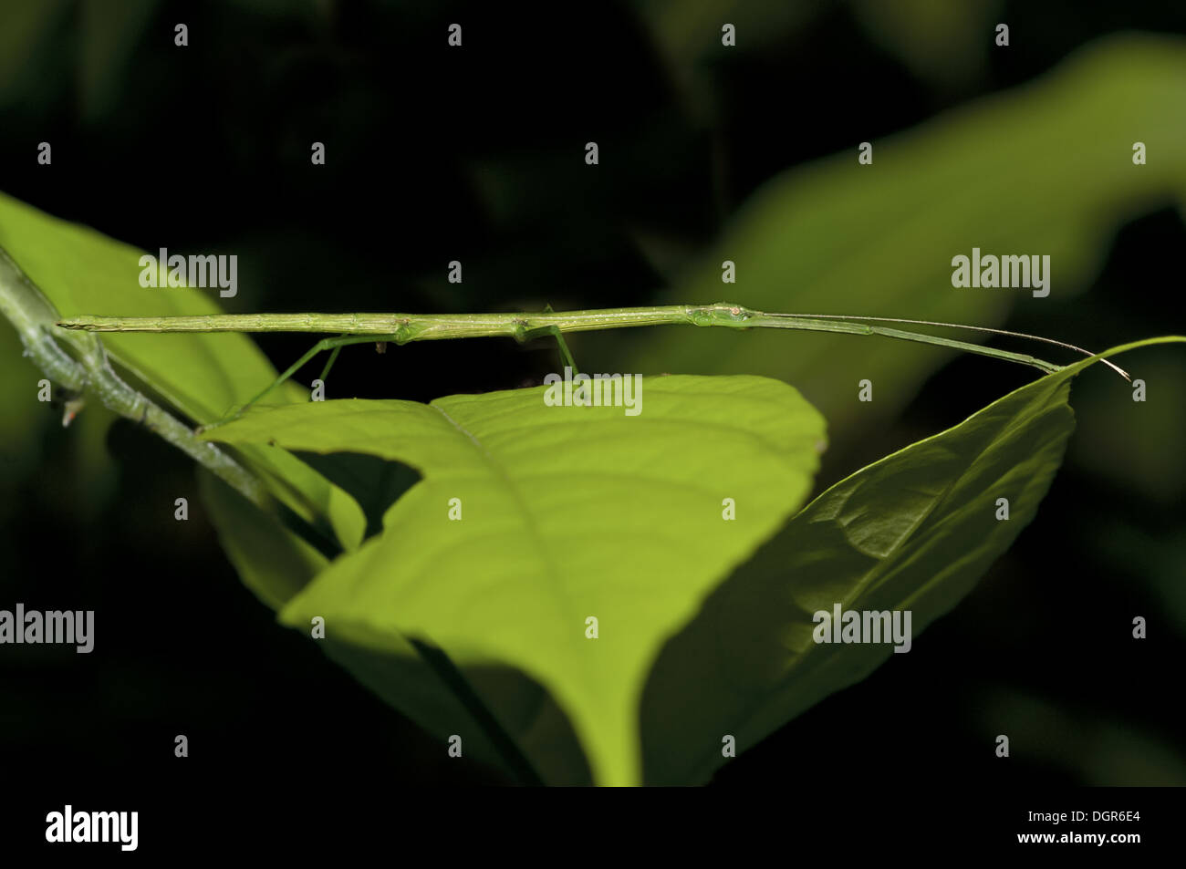 Walking stick insect green hi-res stock photography and images - Alamy