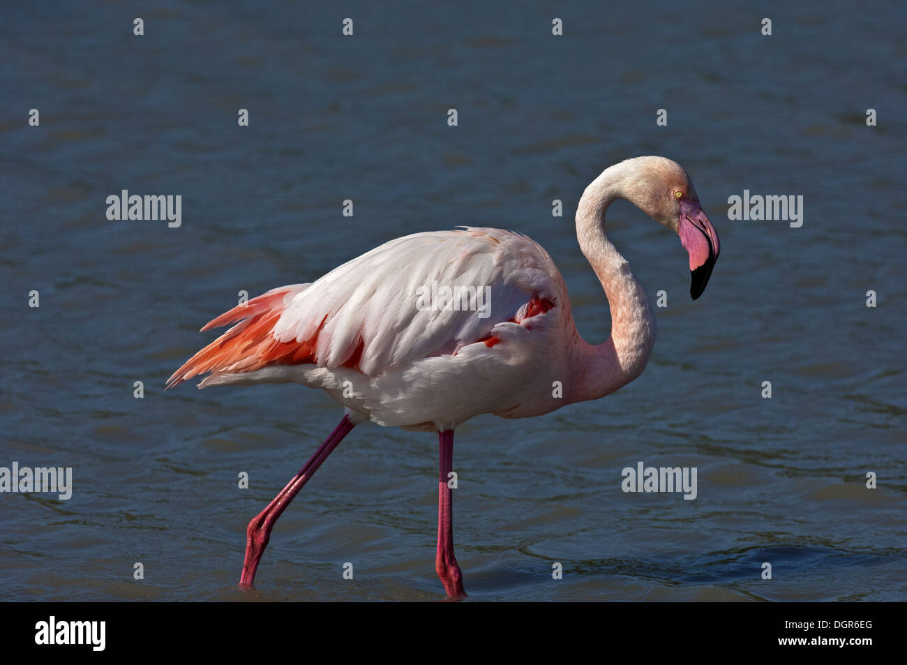 French flamingo hi-res stock photography and images - Alamy