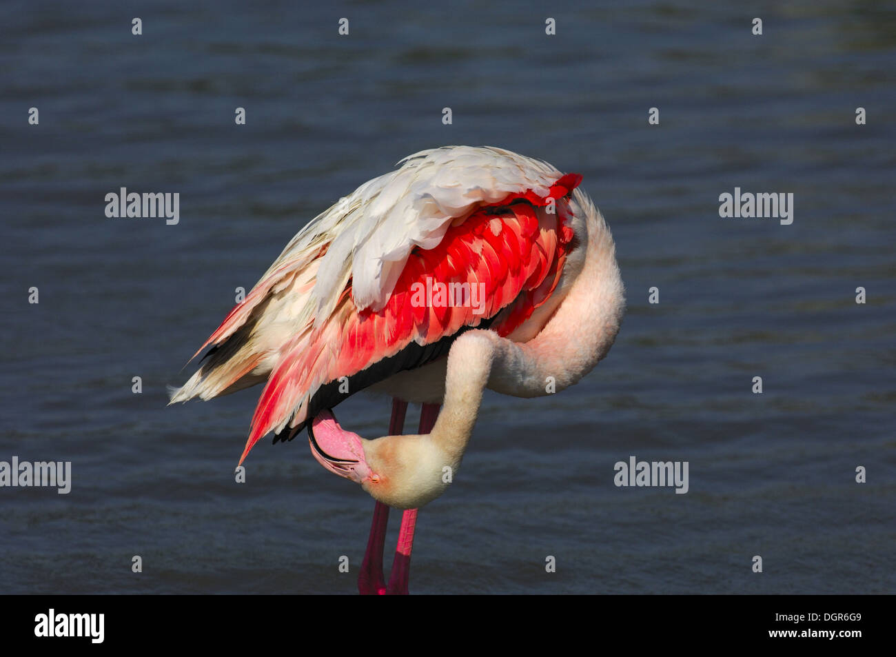 Pruning feathers hi-res stock photography and images - Alamy