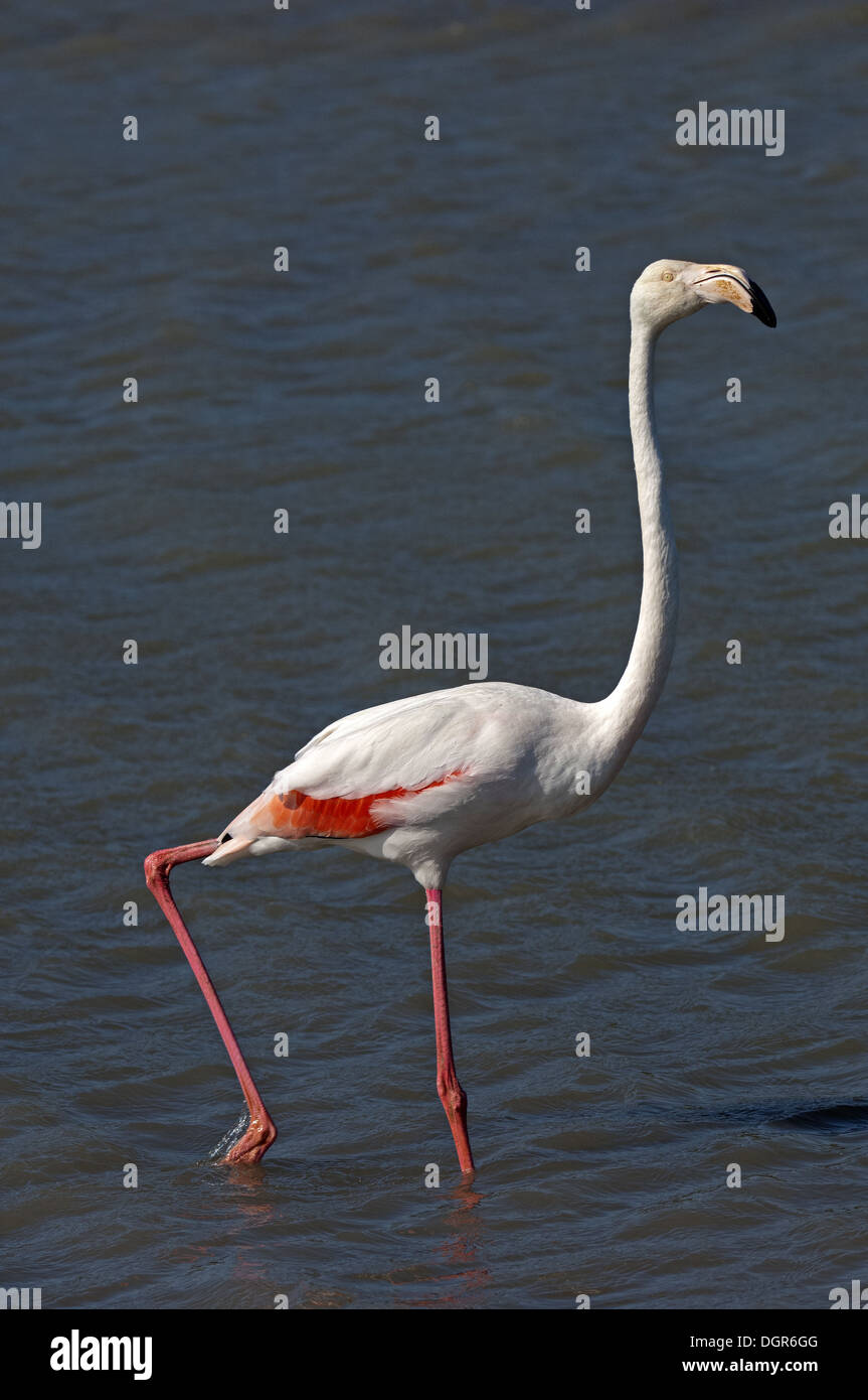 French flamingo hi-res stock photography and images - Alamy