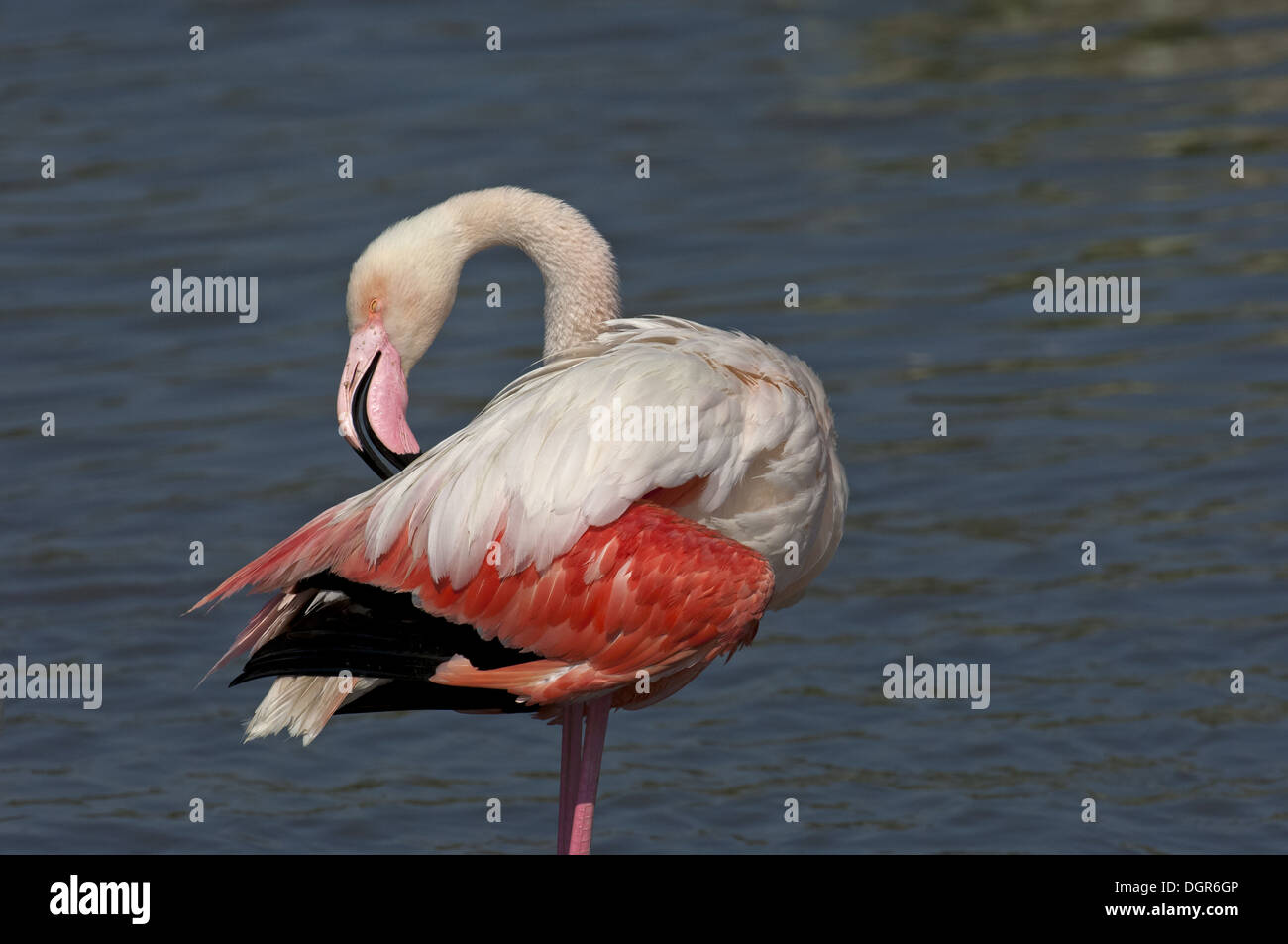 Greater Flamingo pruning its feathers Stock Photo - Alamy