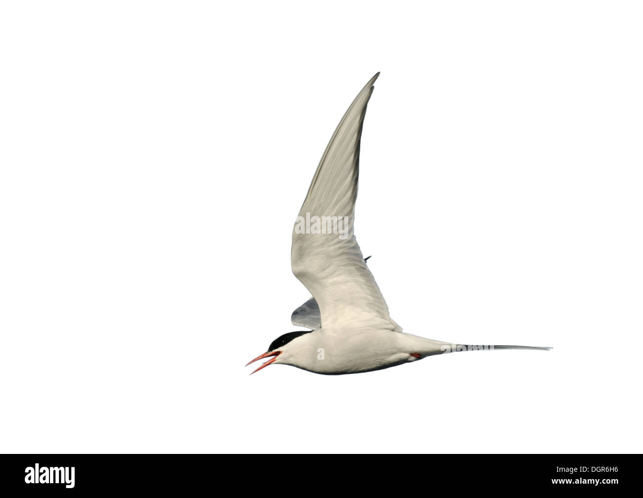 Sterna paradisaea Cut Out Stock Images & Pictures - Alamy